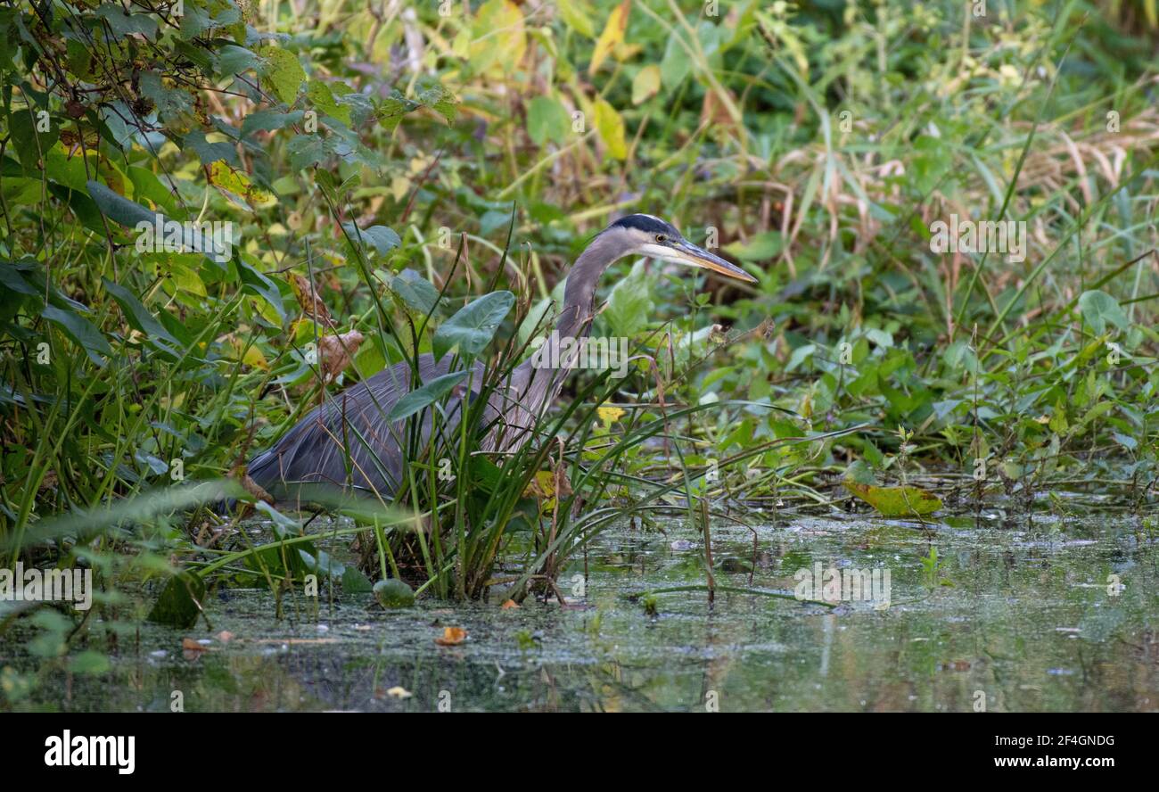Great blue heron fishing in a stream Stock Photo - Alamy