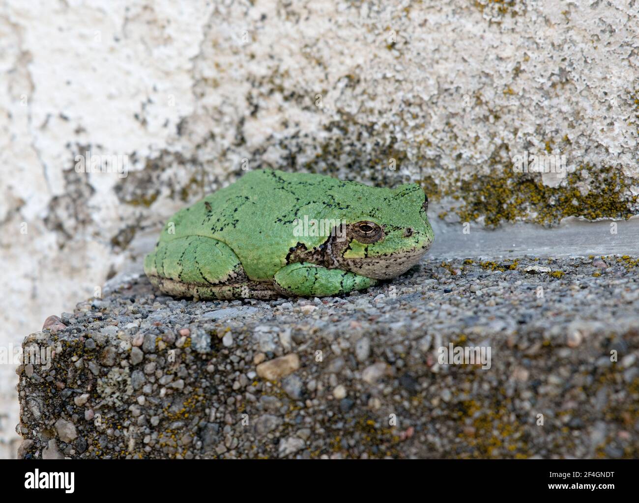 Female gray tree frog sitting on a stone window ledge in a garden Stock ...