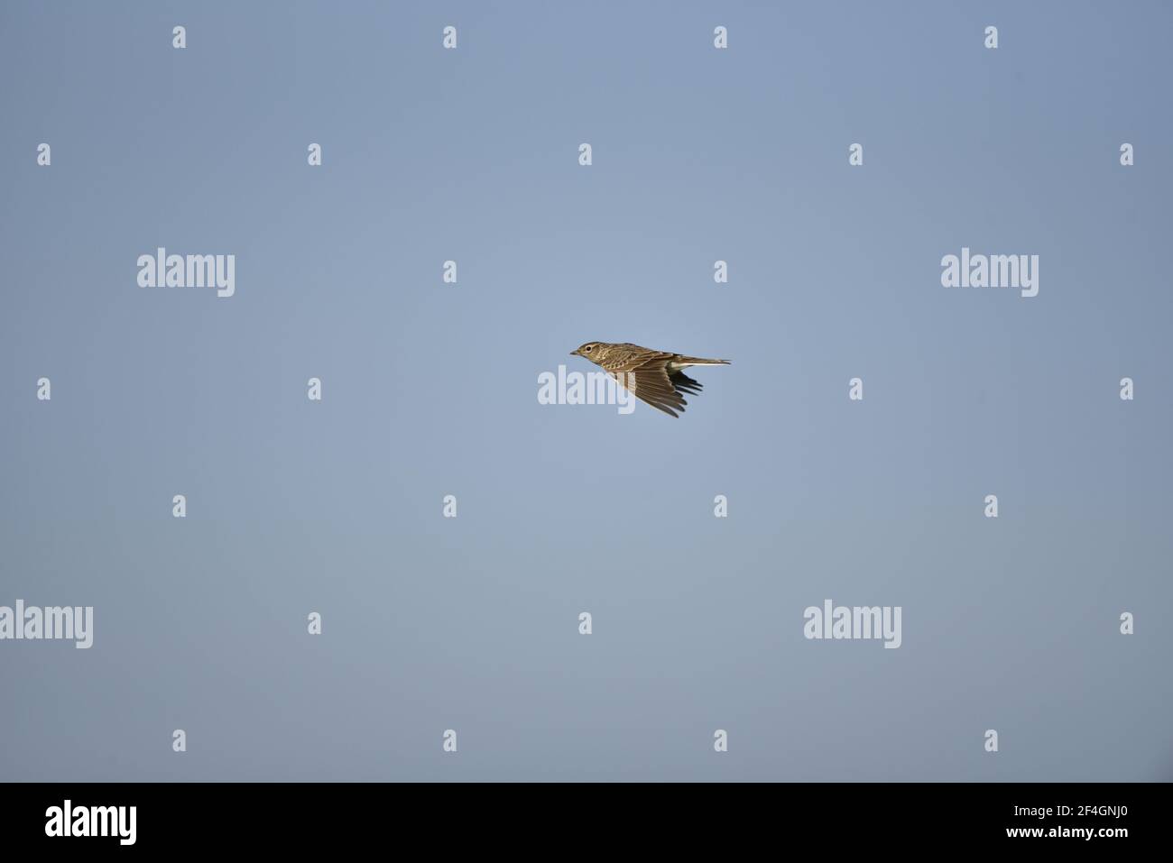 Skylark flying hi-res stock photography and images - Alamy