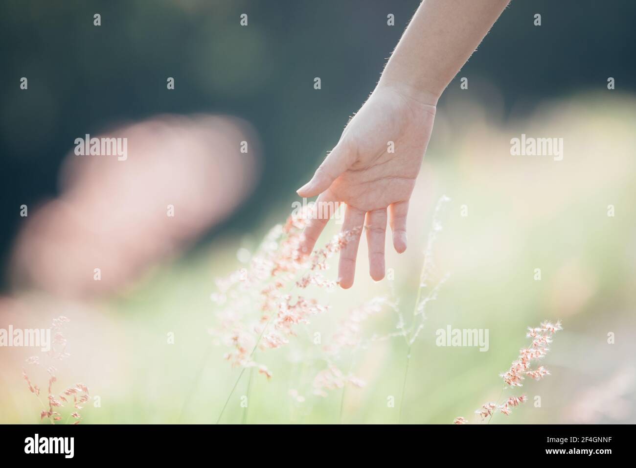 Woman hand touching flower hi-res stock photography and images - Alamy