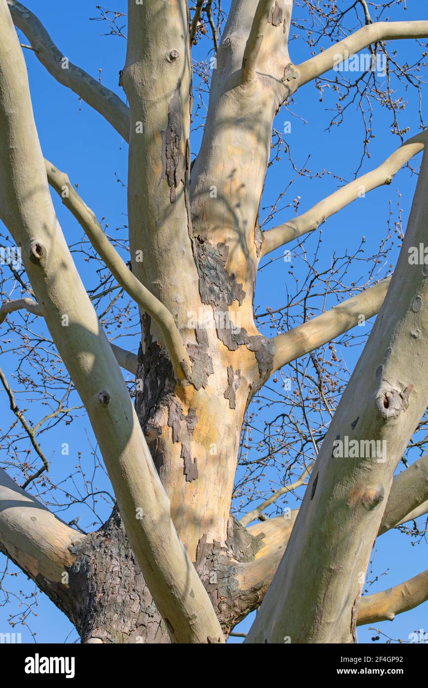 Old plane tree, Platanaceae, with distinctive bark Stock Photo - Alamy