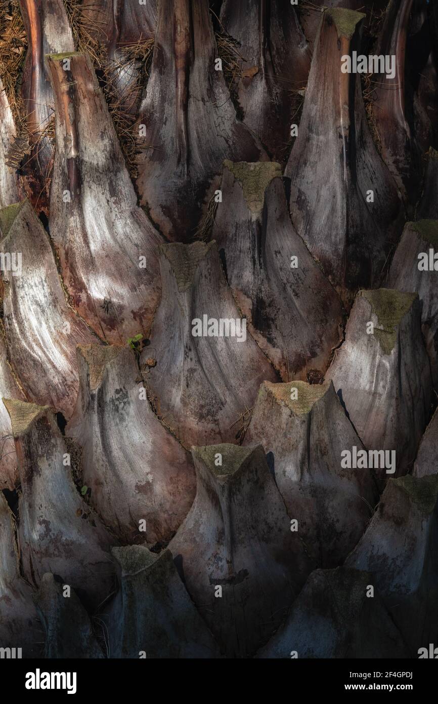 Beautiful natural tree bark pattern. Close up of a tree. Natural ...