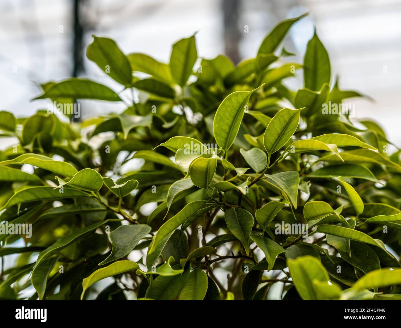 Botanic Gardens. Natural green tropical leaves, flowers, abstract green ...