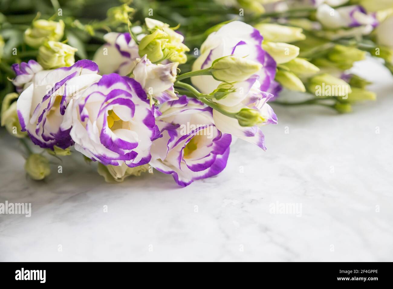 Eustoma flowers bouquet mix of white, purple and violet lisianthus ...