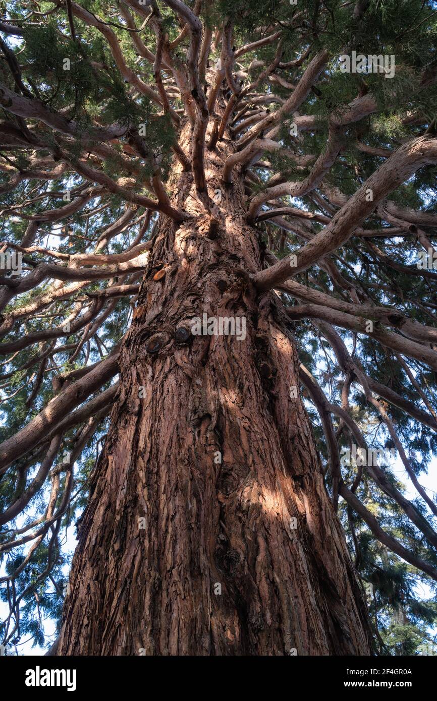 Beautiful natural pine tree. Close up of a tree. Natural background ...