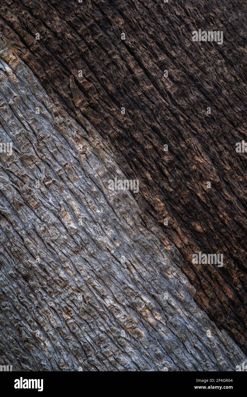 Beautiful natural tree bark pattern. Close up of a tree. Natural ...