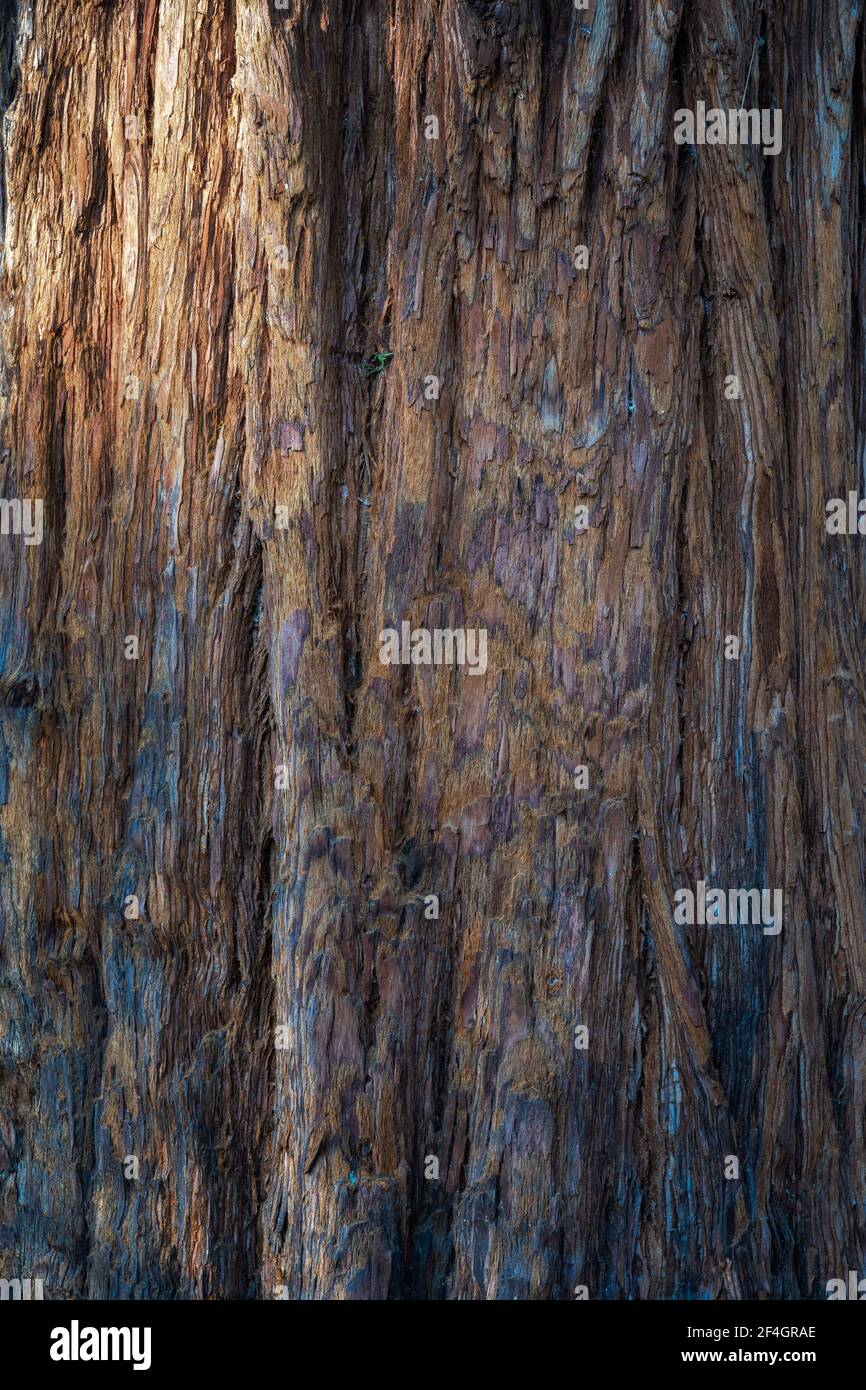 Beautiful natural tree bark pattern. Close up of a tree. Natural ...