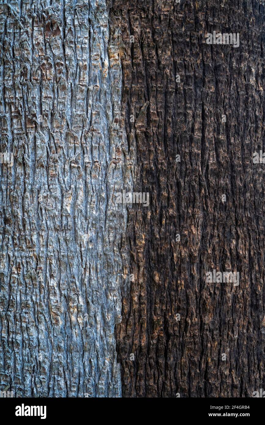 Beautiful natural tree bark pattern. Close up of a tree. Natural ...