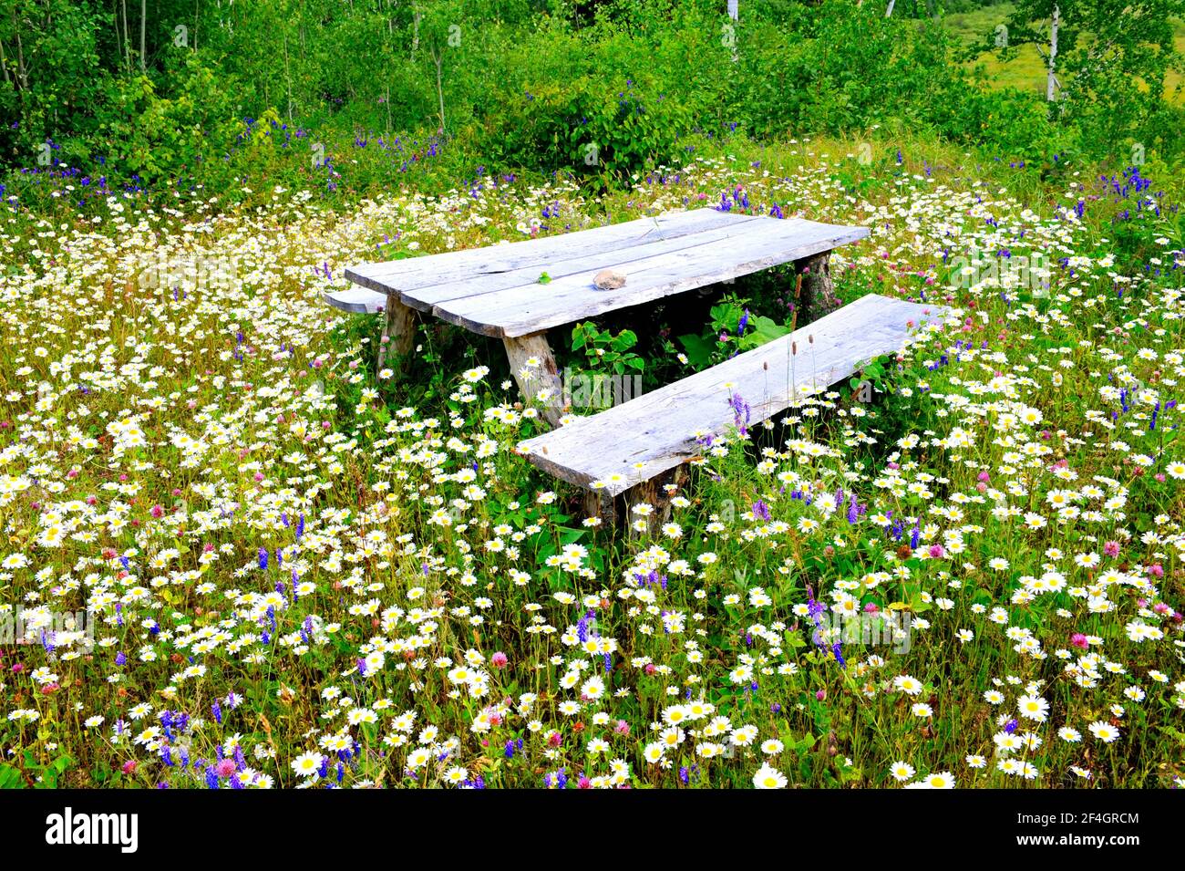 Wildflower pattern hi-res stock photography and images - Alamy