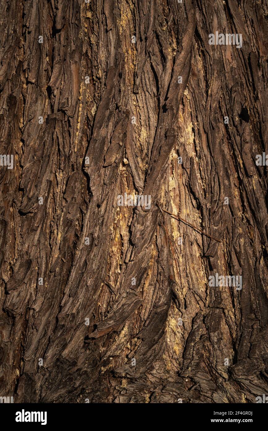 Beautiful natural tree bark pattern. Close up of a tree. Natural ...