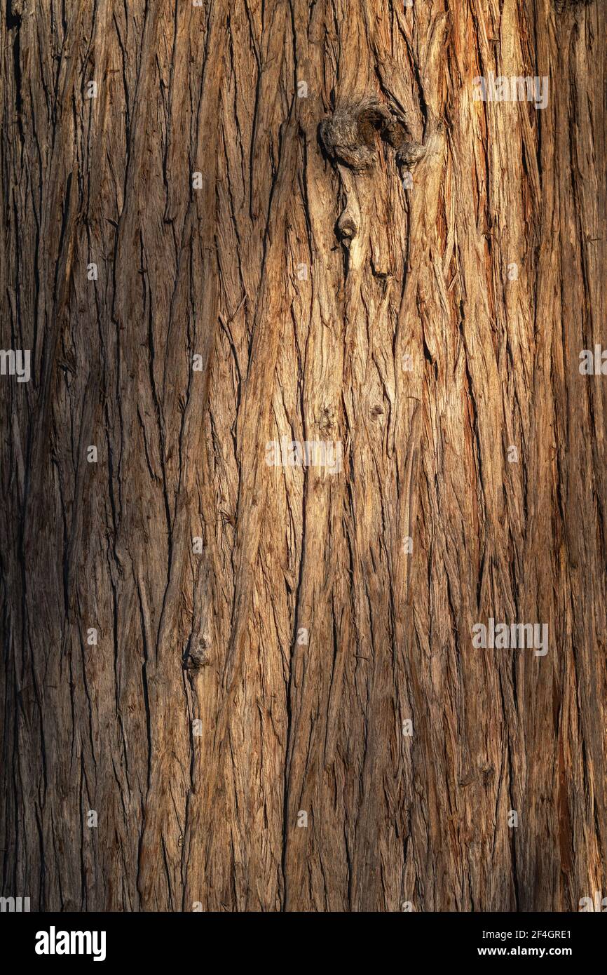 Beautiful natural tree bark pattern. Close up of a tree. Natural ...