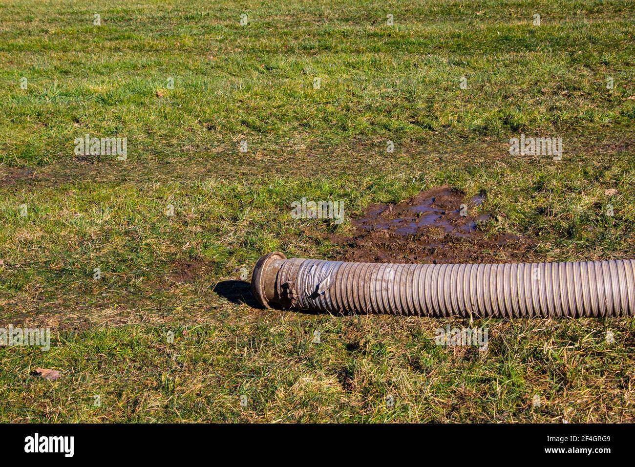 Big tube with slurry or manure is laying in the grass Stock Photo - Alamy