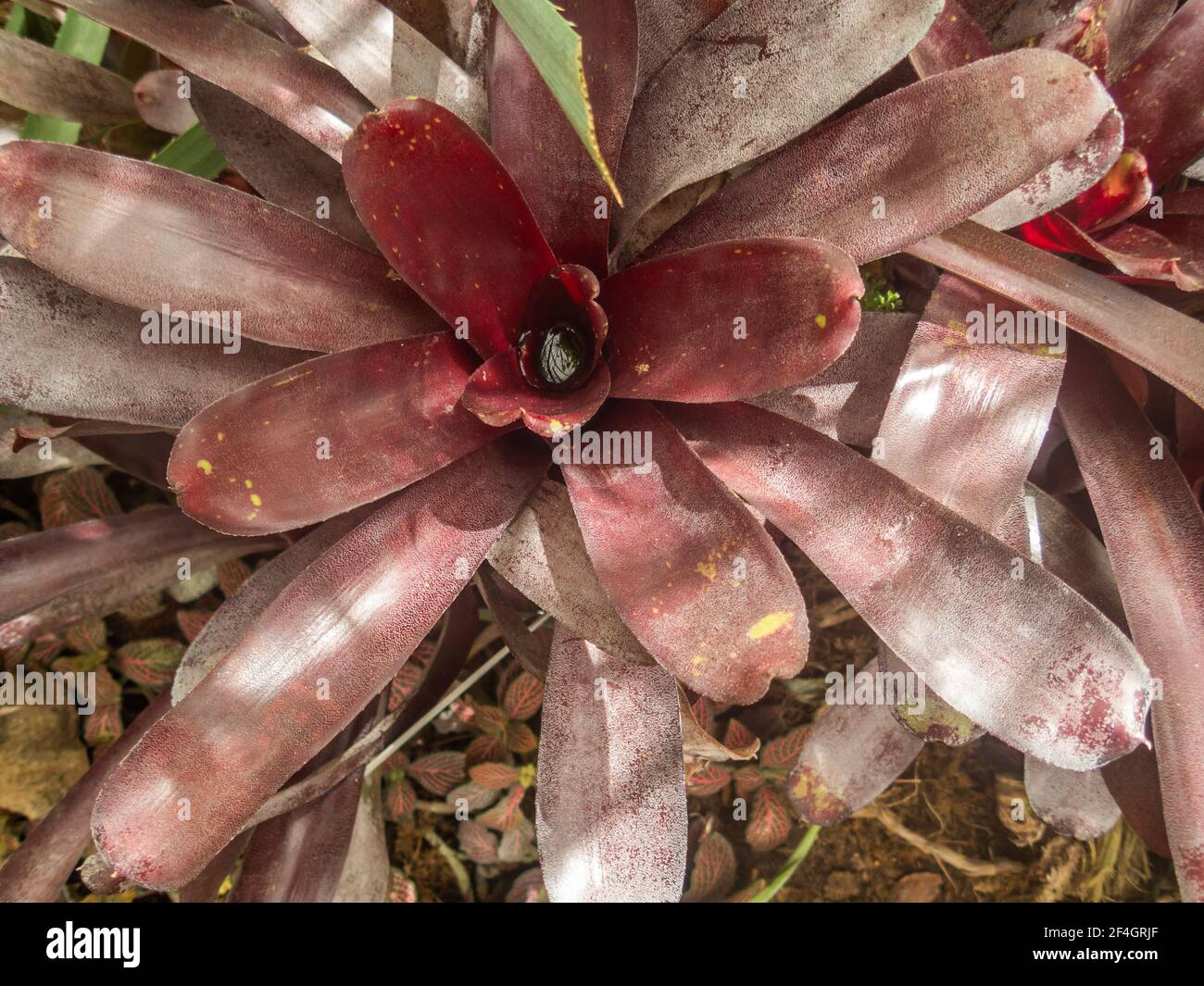 Botanic Gardens. Natural green tropical leaves, flowers, abstract green ...