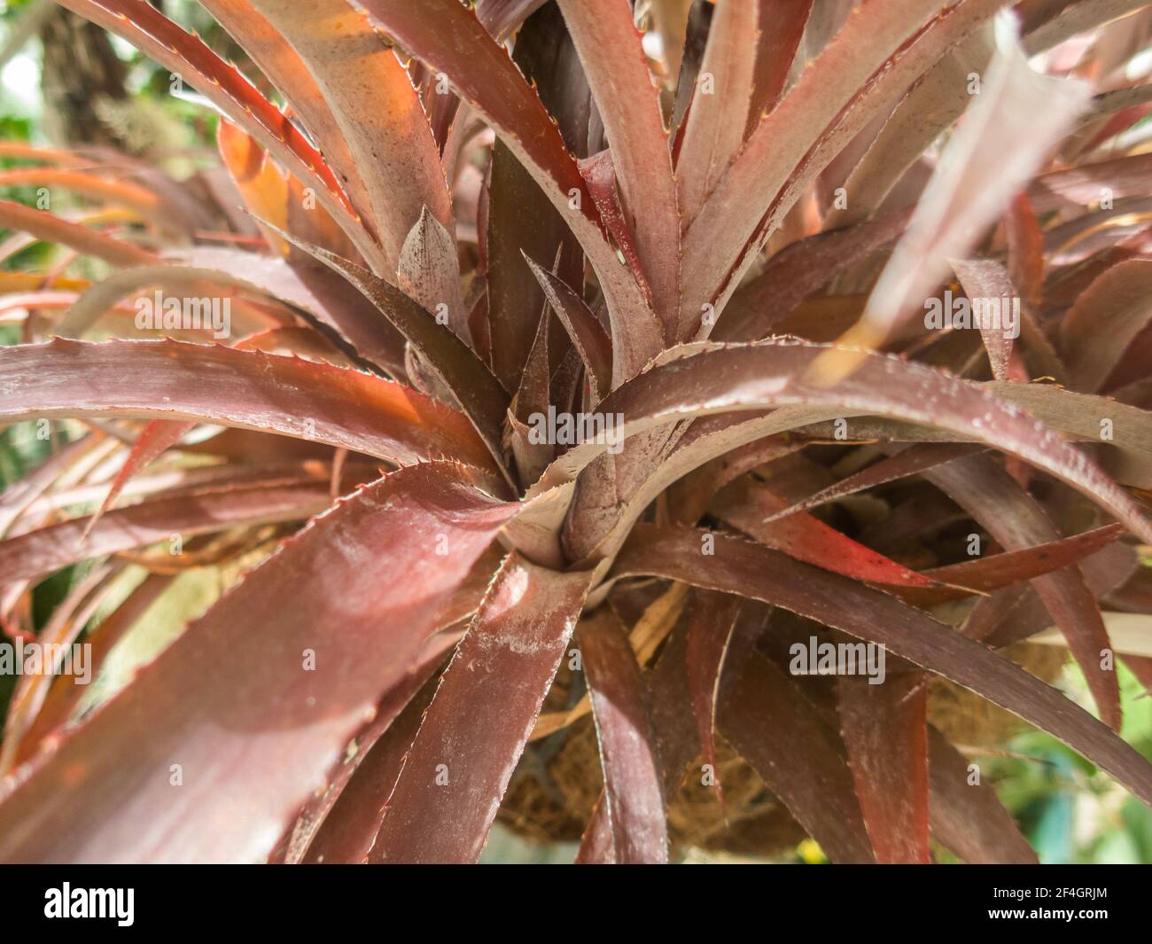 Botanic Gardens. Natural green tropical leaves, flowers, abstract green ...