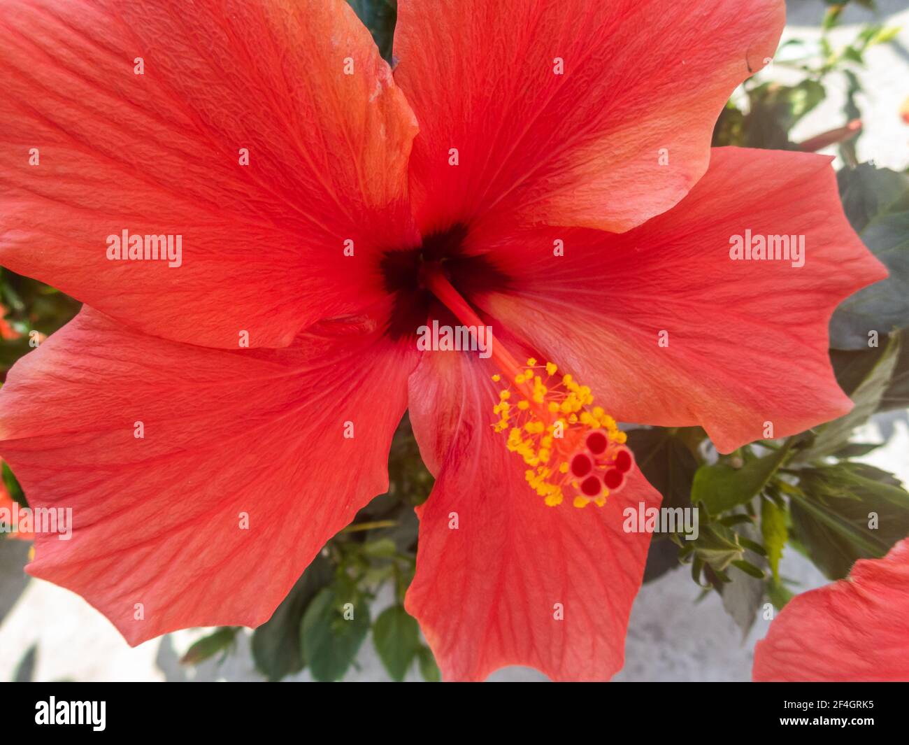Botanic Gardens. Natural green tropical leaves, flowers, abstract green ...