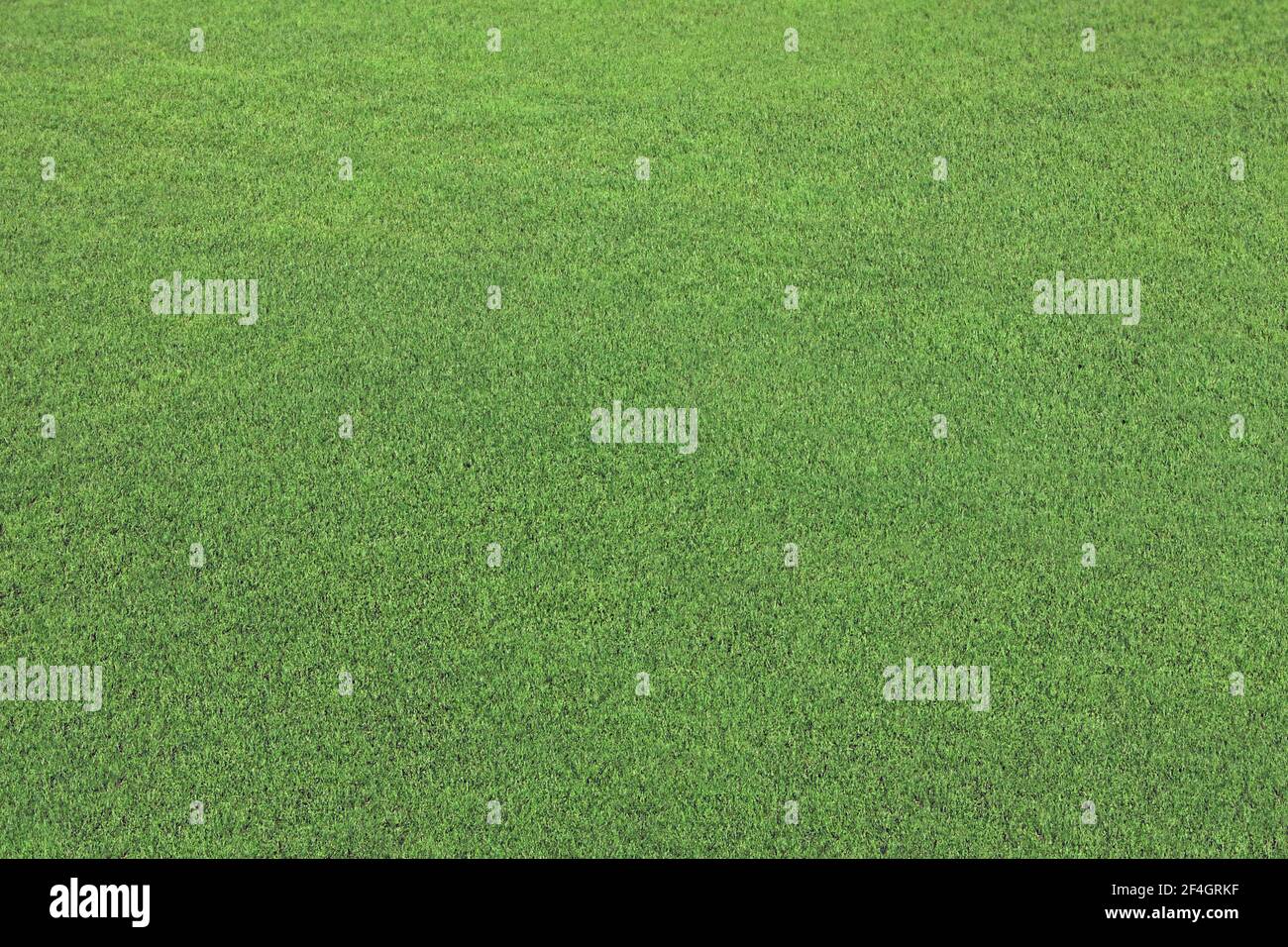 Green grass background hi-res stock photography and images - Alamy