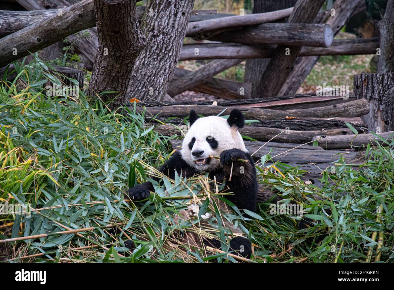 Cute panda bear sits among bamboo branches and holds branch in paw to ...
