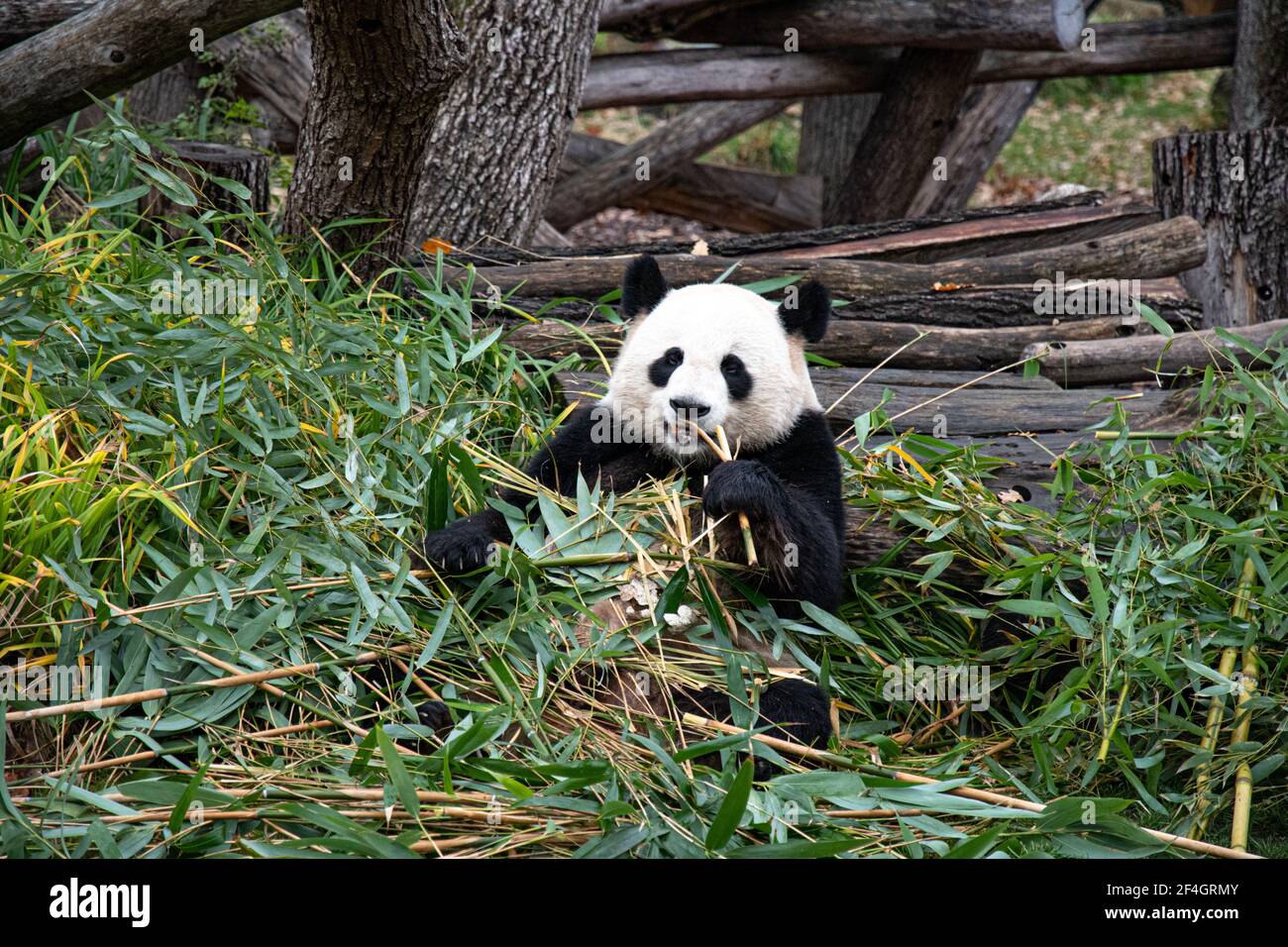 Wild animals life. Cute panda bear sits among bamboo leaves and holds ...