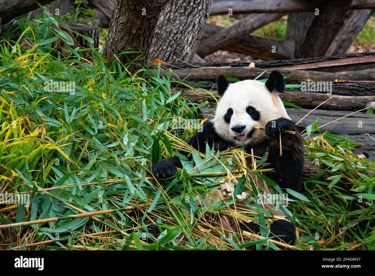 Wild animals life. Cute panda bear sits among bamboo leaves and holds ...