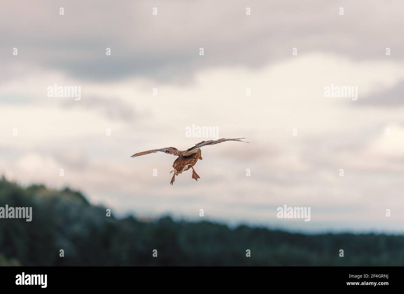 Back view of duck hi-res stock photography and images - Alamy