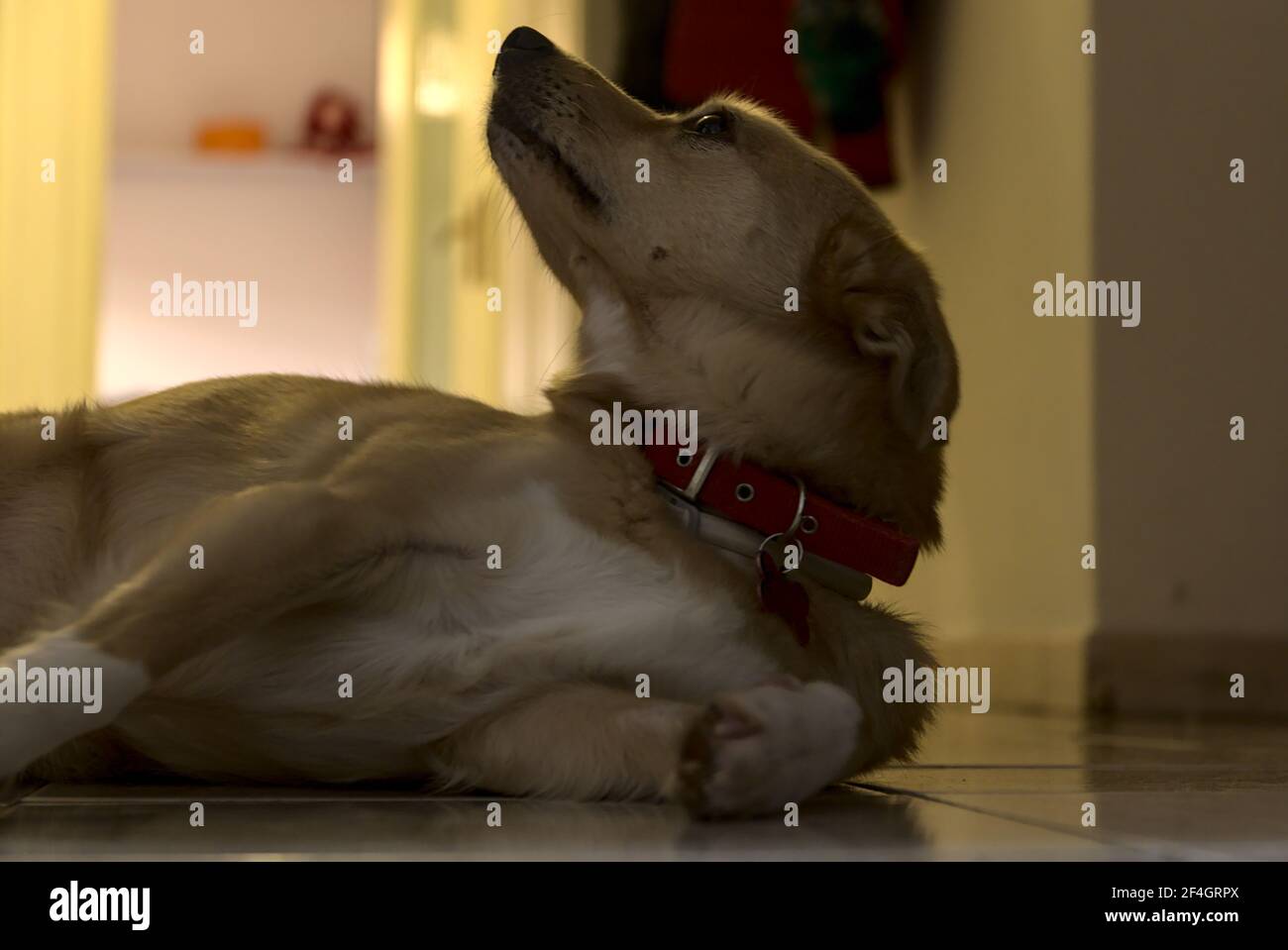 A Dog with an intense look Stock Photo - Alamy