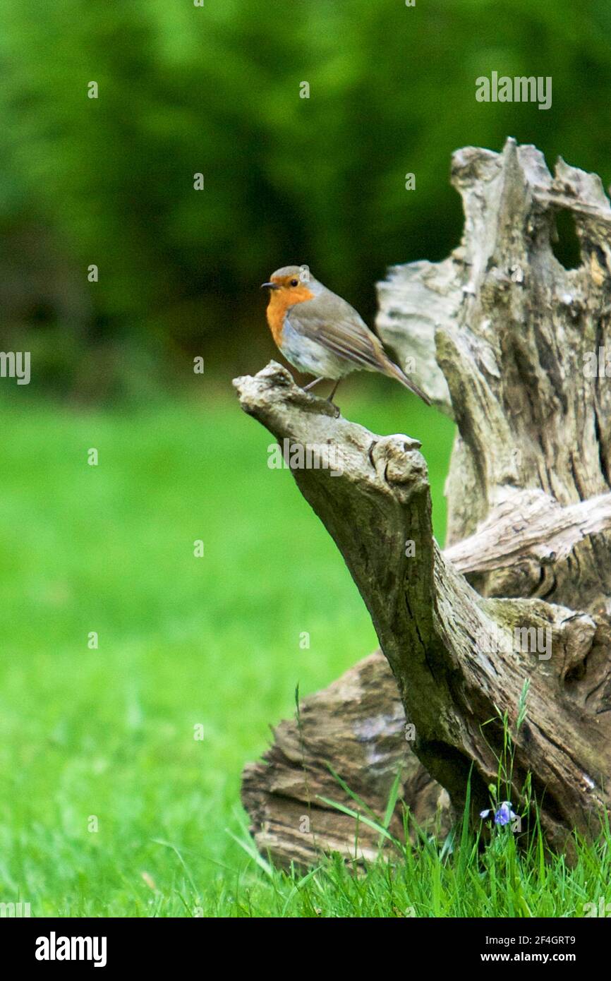Upright robin hi-res stock photography and images - Alamy