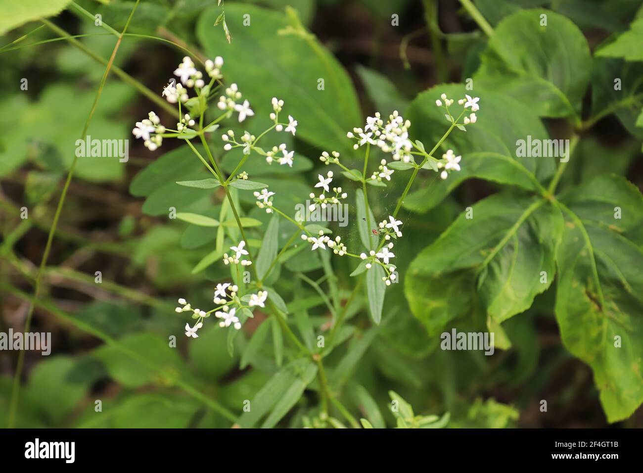 Bedstraw plant hi-res stock photography and images - Alamy