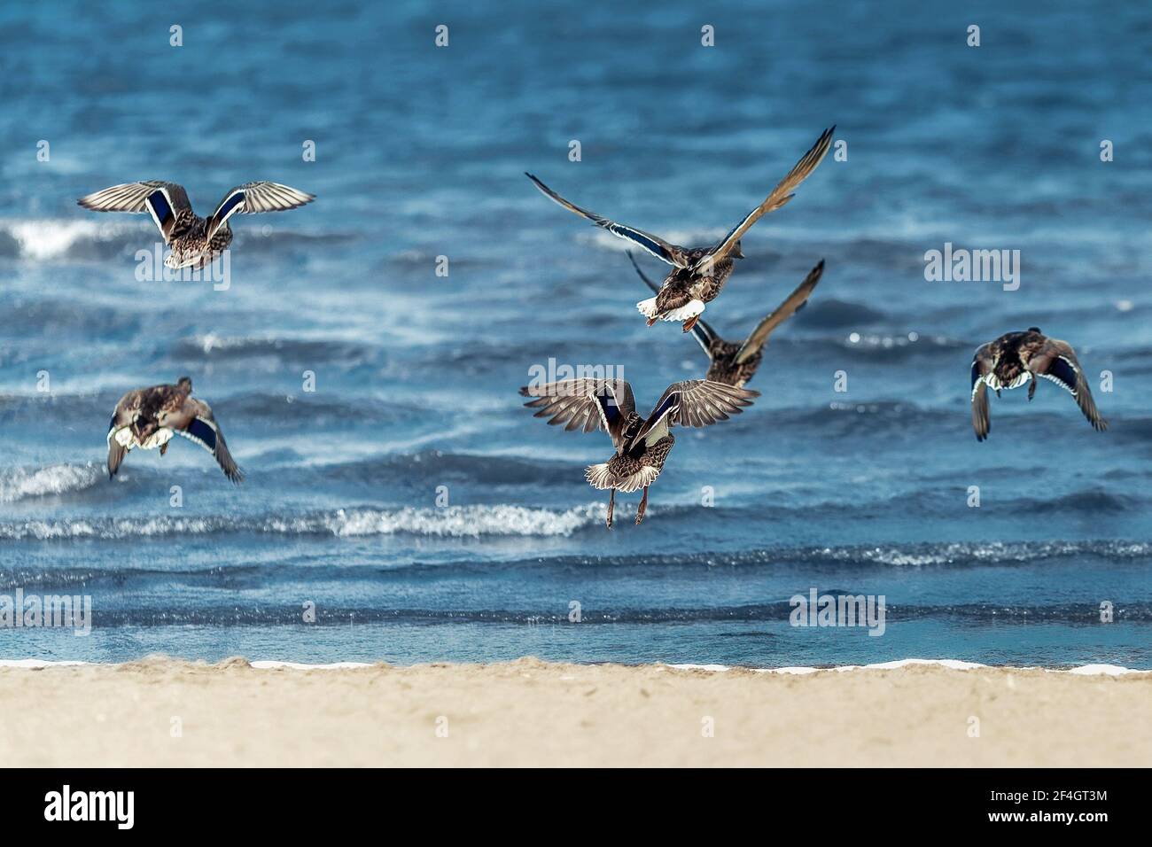 Mallard ducks flying hi-res stock photography and images - Alamy