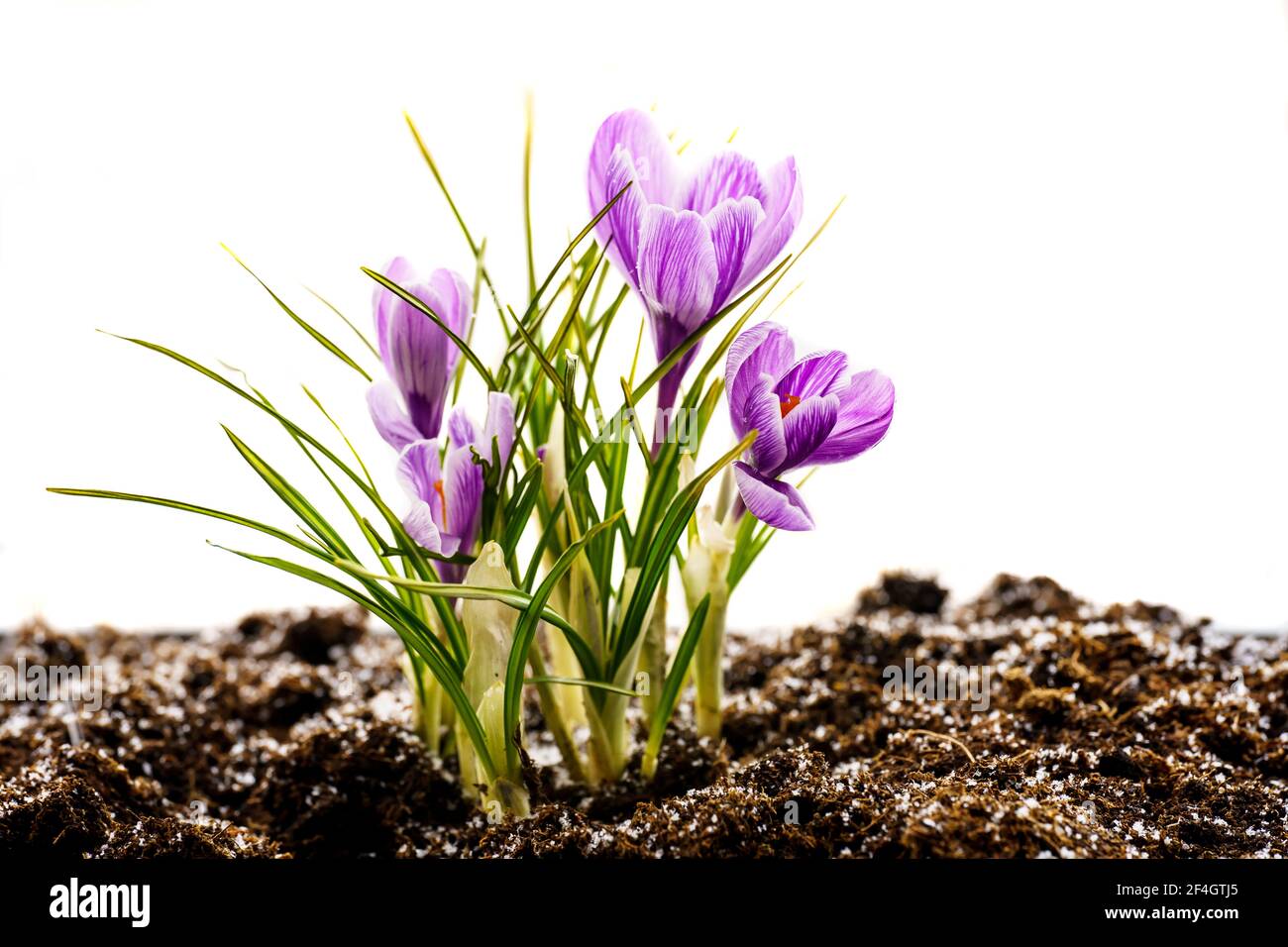 Crocus flowers on stem with leaves isolated on white background Stock ...