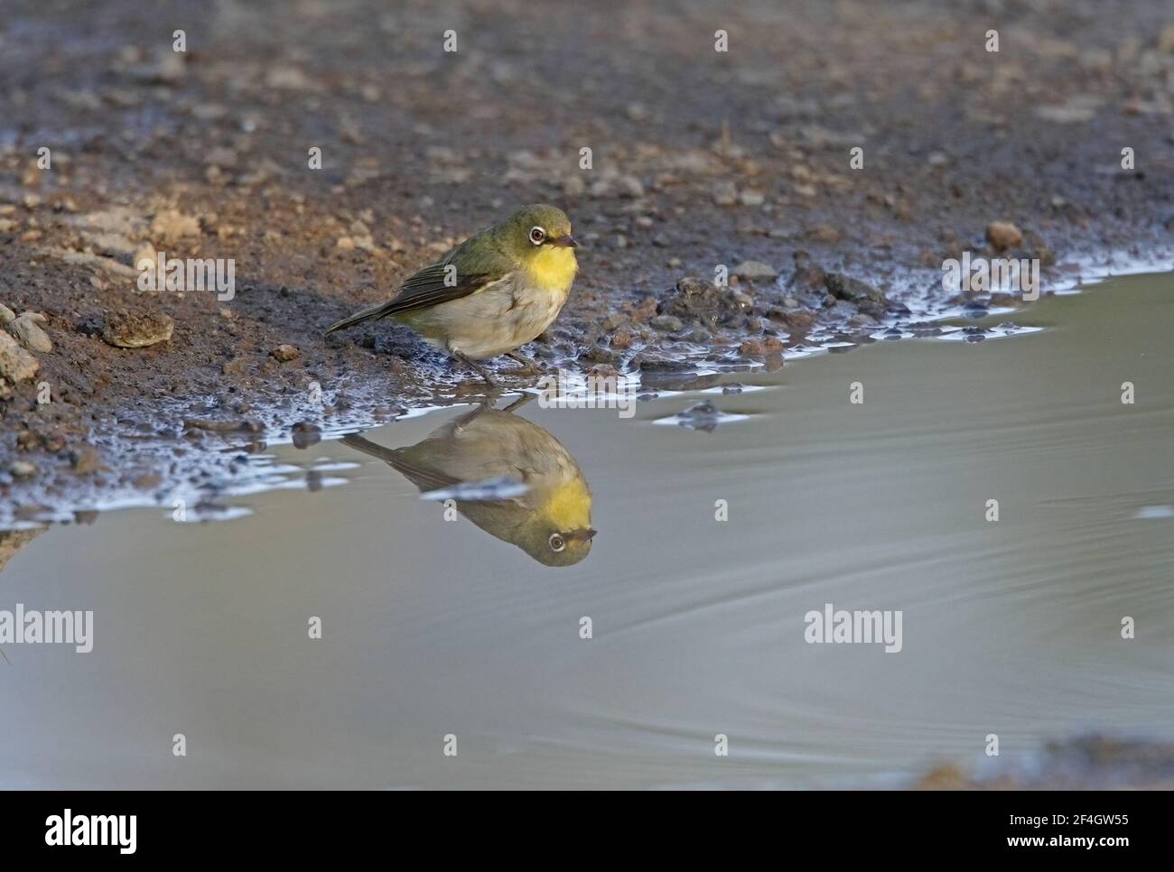 Abyssinian White-eye (Zosterops abyssinicus) adult on ground at pool ...