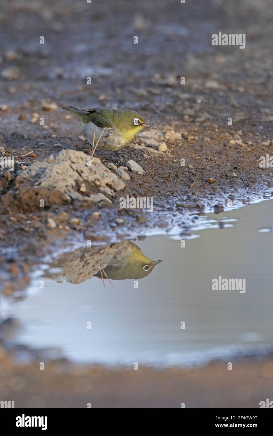 Abyssinian White-eye (Zosterops abyssinicus) adult on ground at pool ...