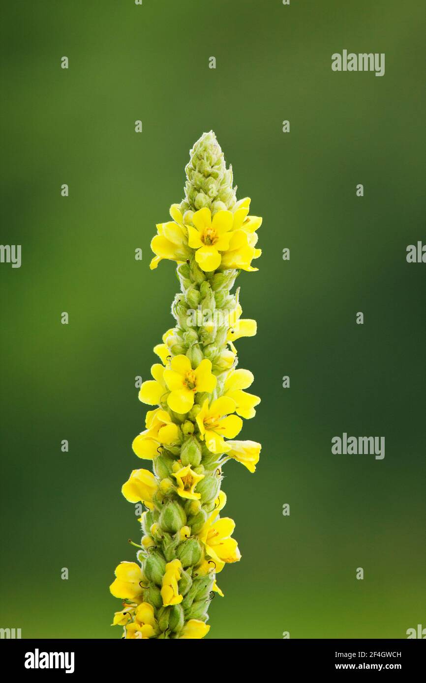 Mullein flowers UK Stock Photo - Alamy