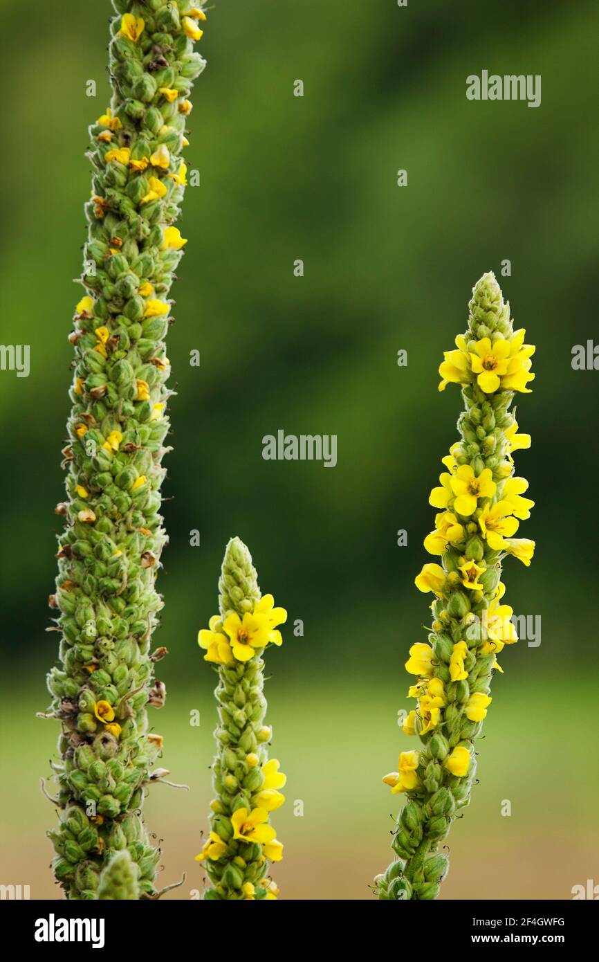Mullein flowers hi-res stock photography and images - Alamy