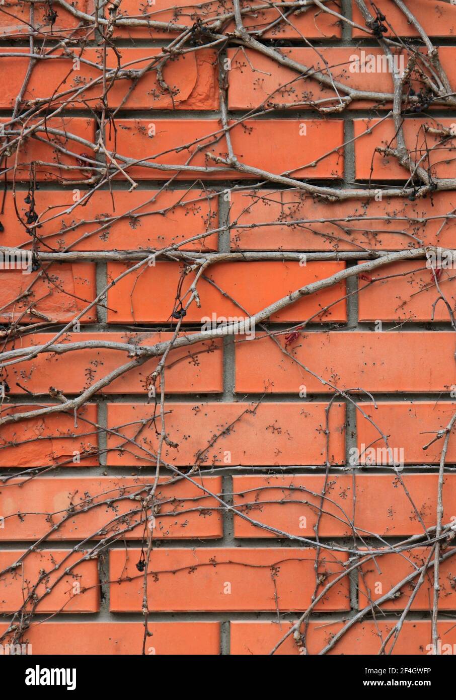 The background and texture of the red brick wall, with dry creeping ...