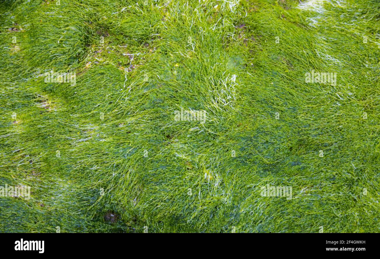 Texture of seaweed growing on stones Stock Photo - Alamy