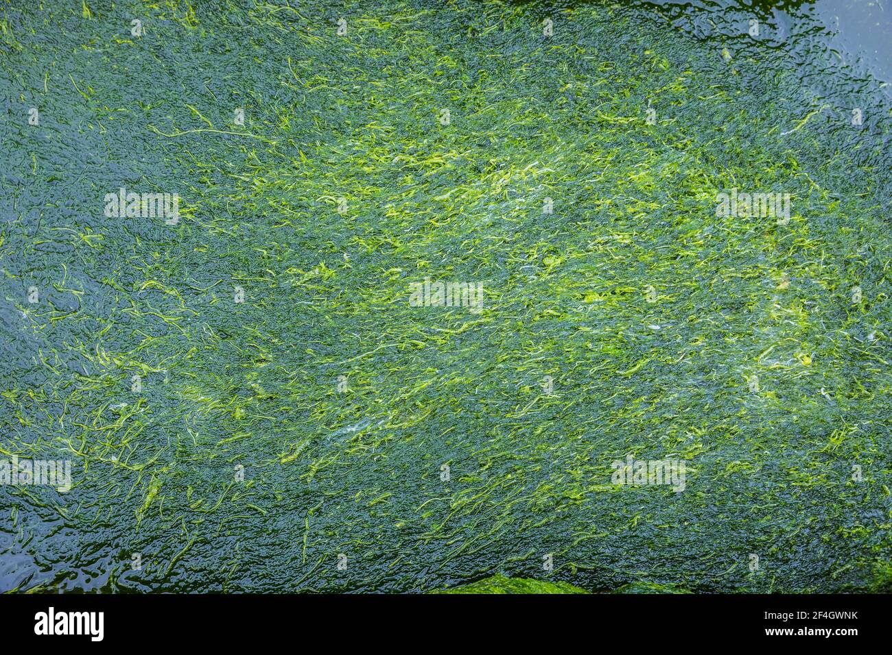 Texture of seaweed hi-res stock photography and images - Alamy