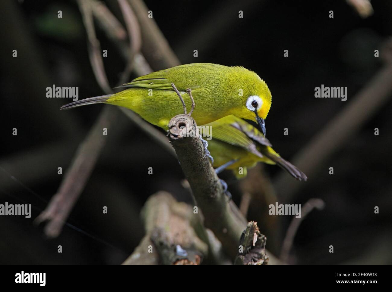 Kikuyu High Resolution Stock Photography and Images - Alamy