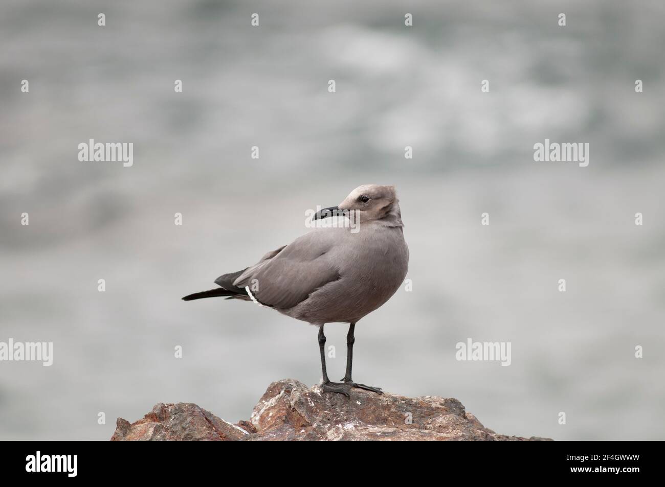 Gull peru hi-res stock photography and images - Alamy