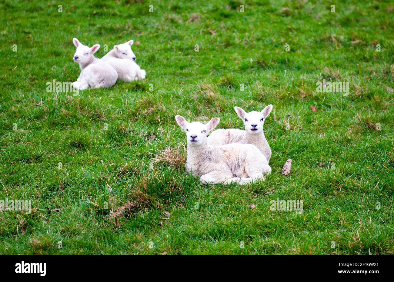Gambolling Lambs High Resolution Stock Photography and Images - Alamy