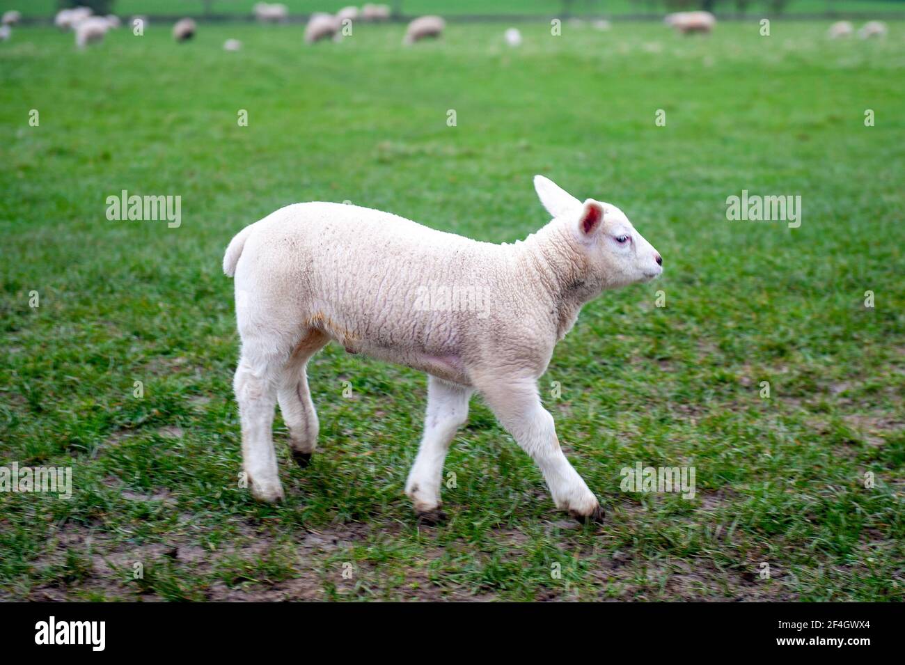 Signs of spring as lambs gambol in the green fields Stock Photo - Alamy