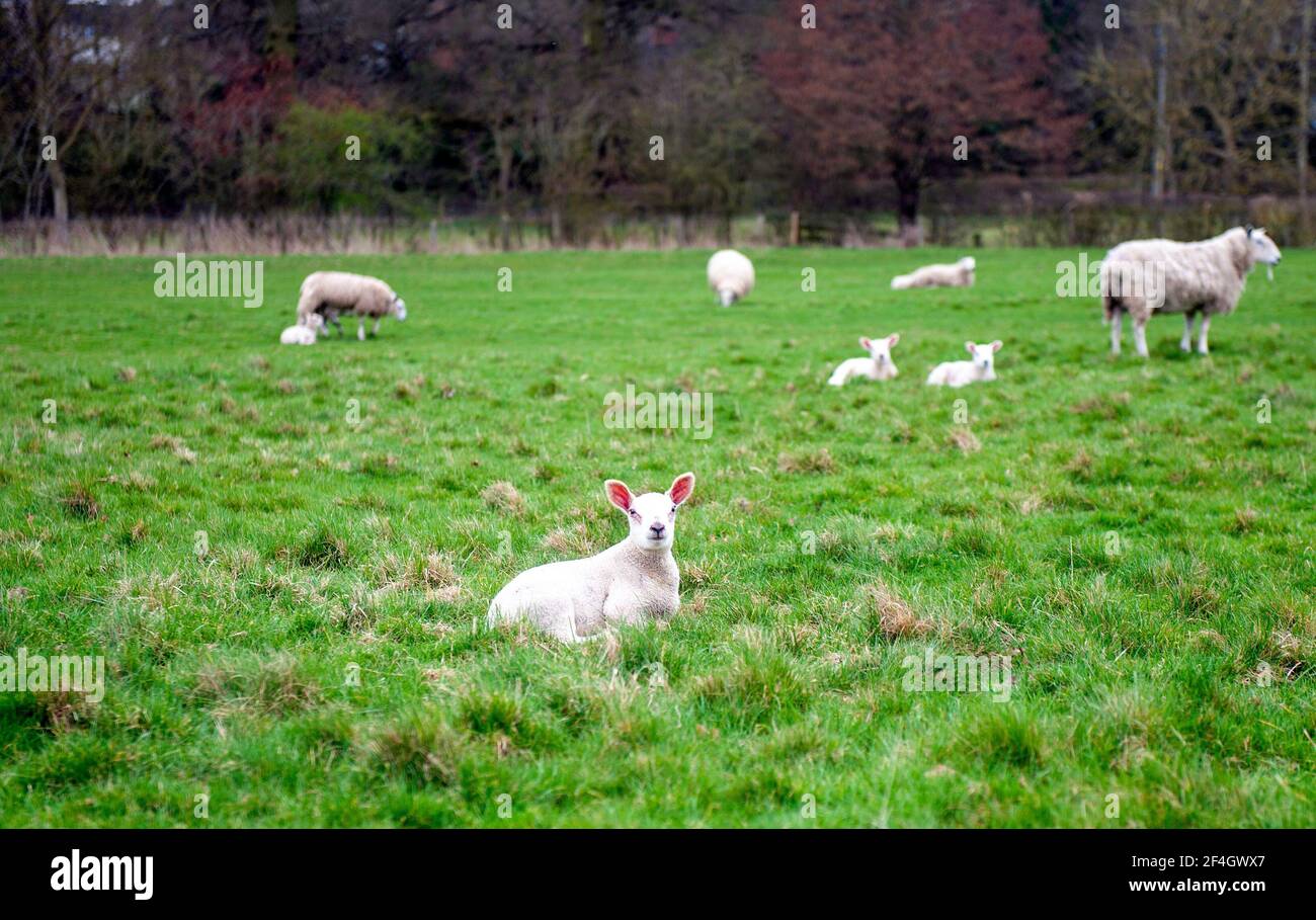 Signs of spring as lambs gambol in the green fields Stock Photo - Alamy