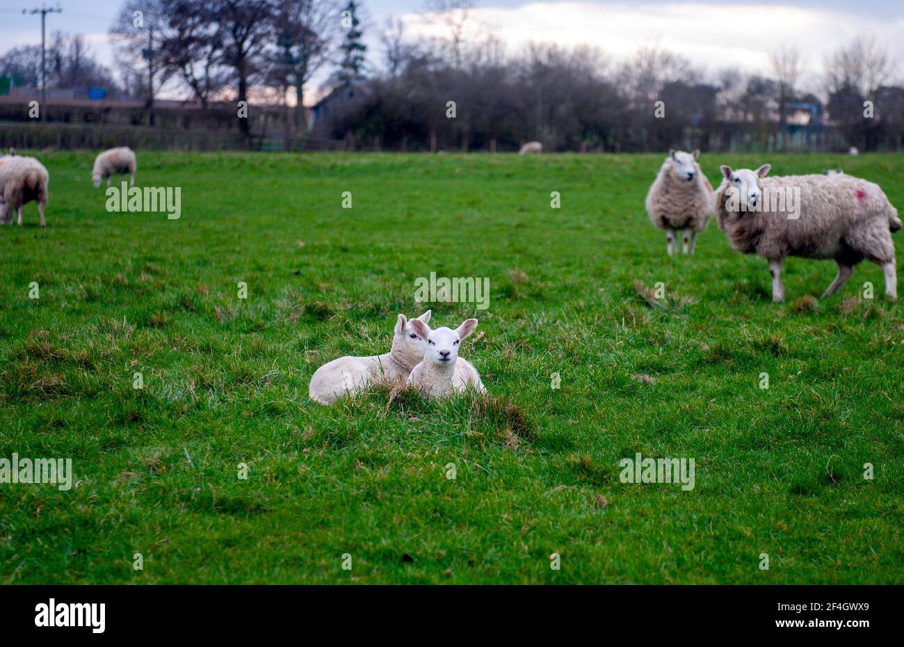 Gambolling Lambs High Resolution Stock Photography and Images - Alamy
