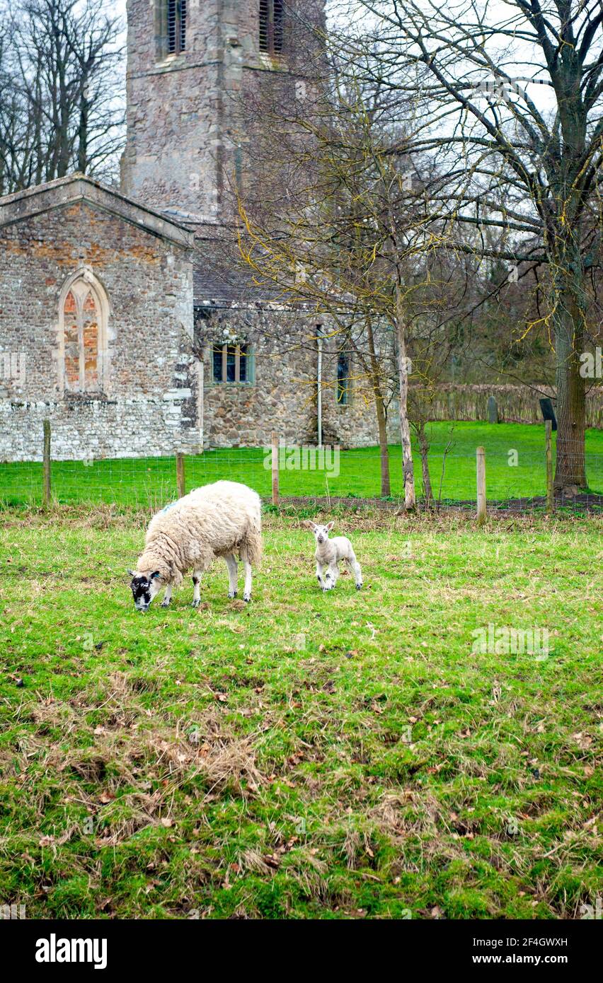 Gambolling Lambs High Resolution Stock Photography and Images - Alamy