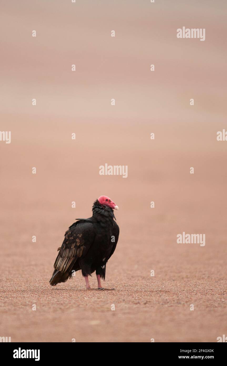 turkey vulture Cathartes aura in the desert, Paracas National Reserve ...
