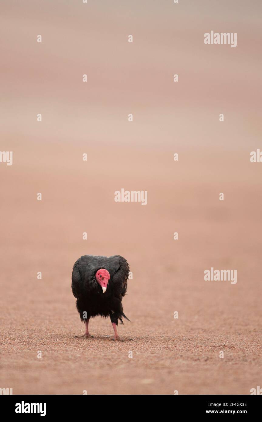 turkey vulture Cathartes aura in the desert, Paracas National Reserve ...