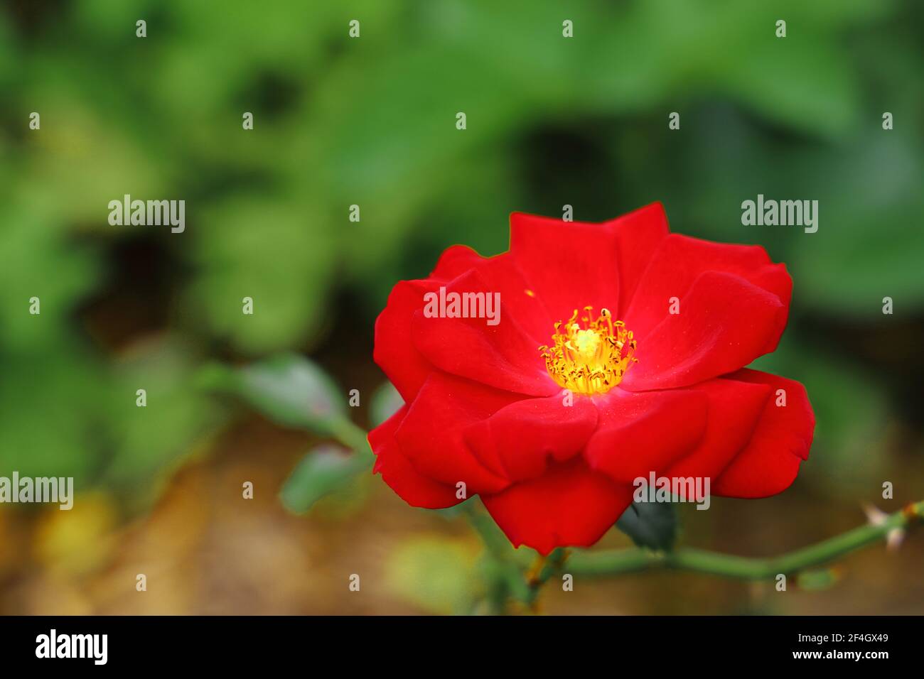 Red wild rose hi-res stock photography and images - Alamy