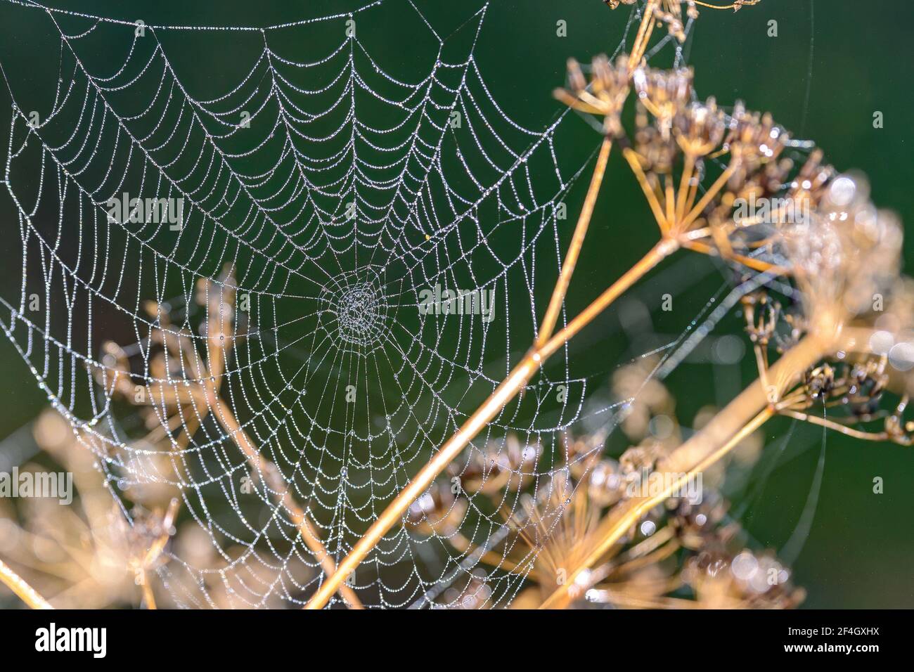 A small spider web covered with dew. No spider present. Green ...