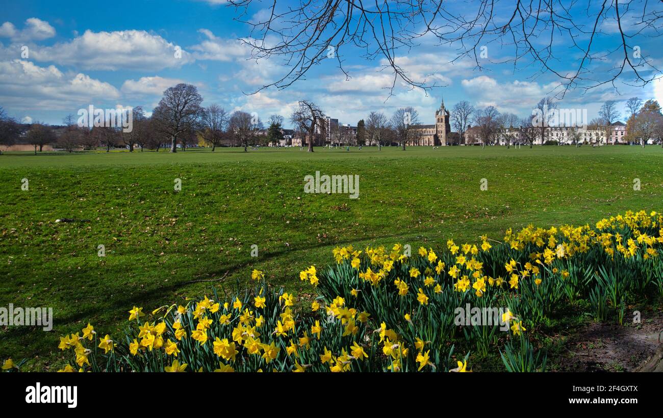 A display of daffodils, the South Inch Perth Scotland seen in spring ...