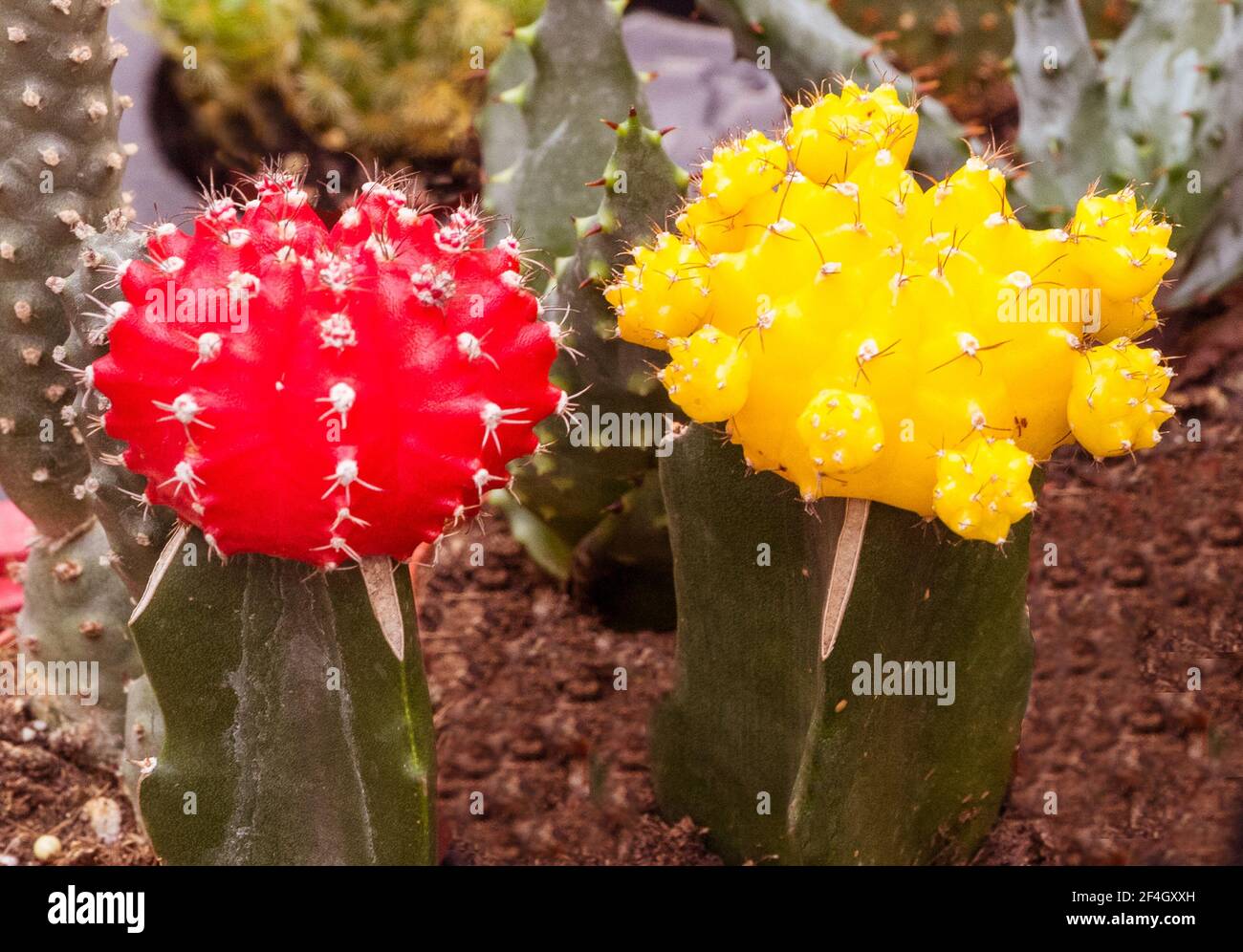 Two fresh colorful cactus hi-res stock photography and images - Alamy