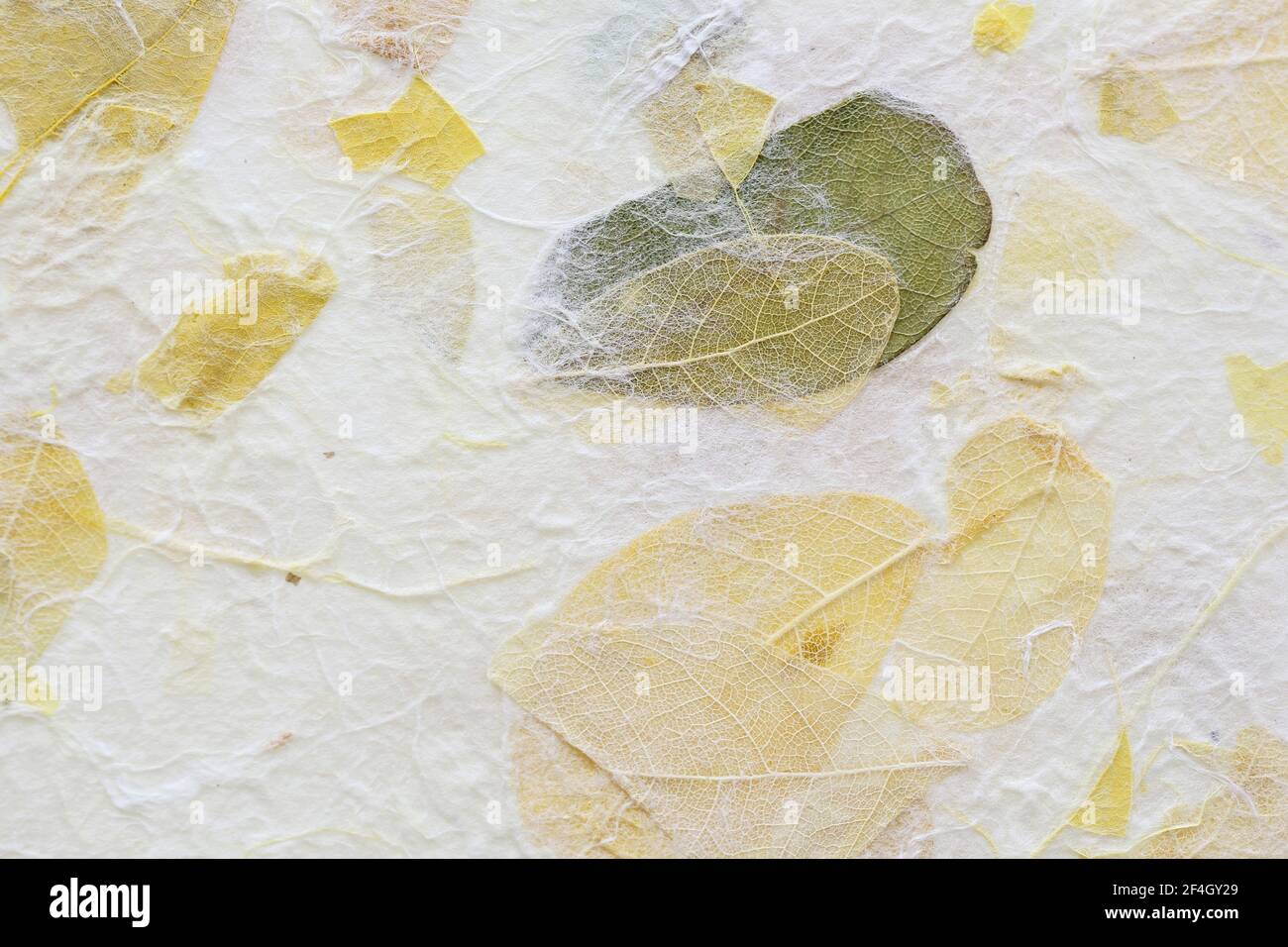 Beautiful mulberry beauty hi-res stock photography and images - Alamy